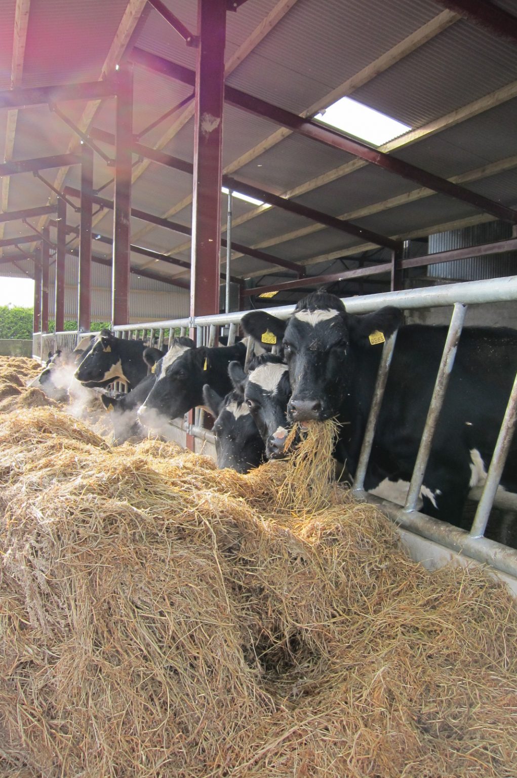 Cattle Feed Barriers | Allenweld - Quality Equine and Agri Products