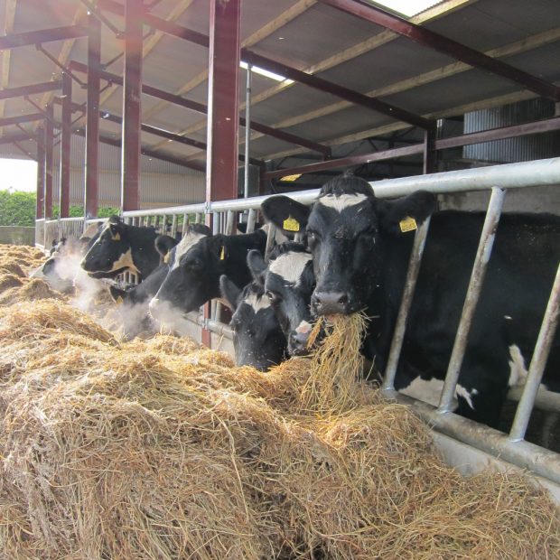 Diagonal Feed Barrier | Allenweld - Quality Equestrian and Agricultural ...